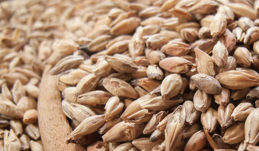 Quels sont les différents types de malt utilisés dans le brassage